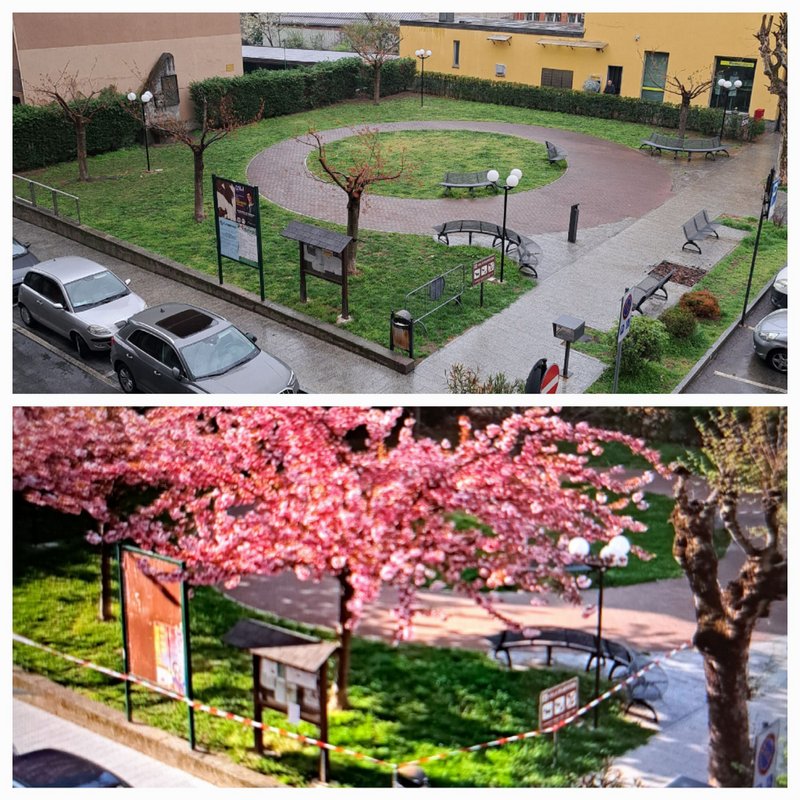 Gli alberi di piazza Tabarini non fioriscono più - Ossolanews.it